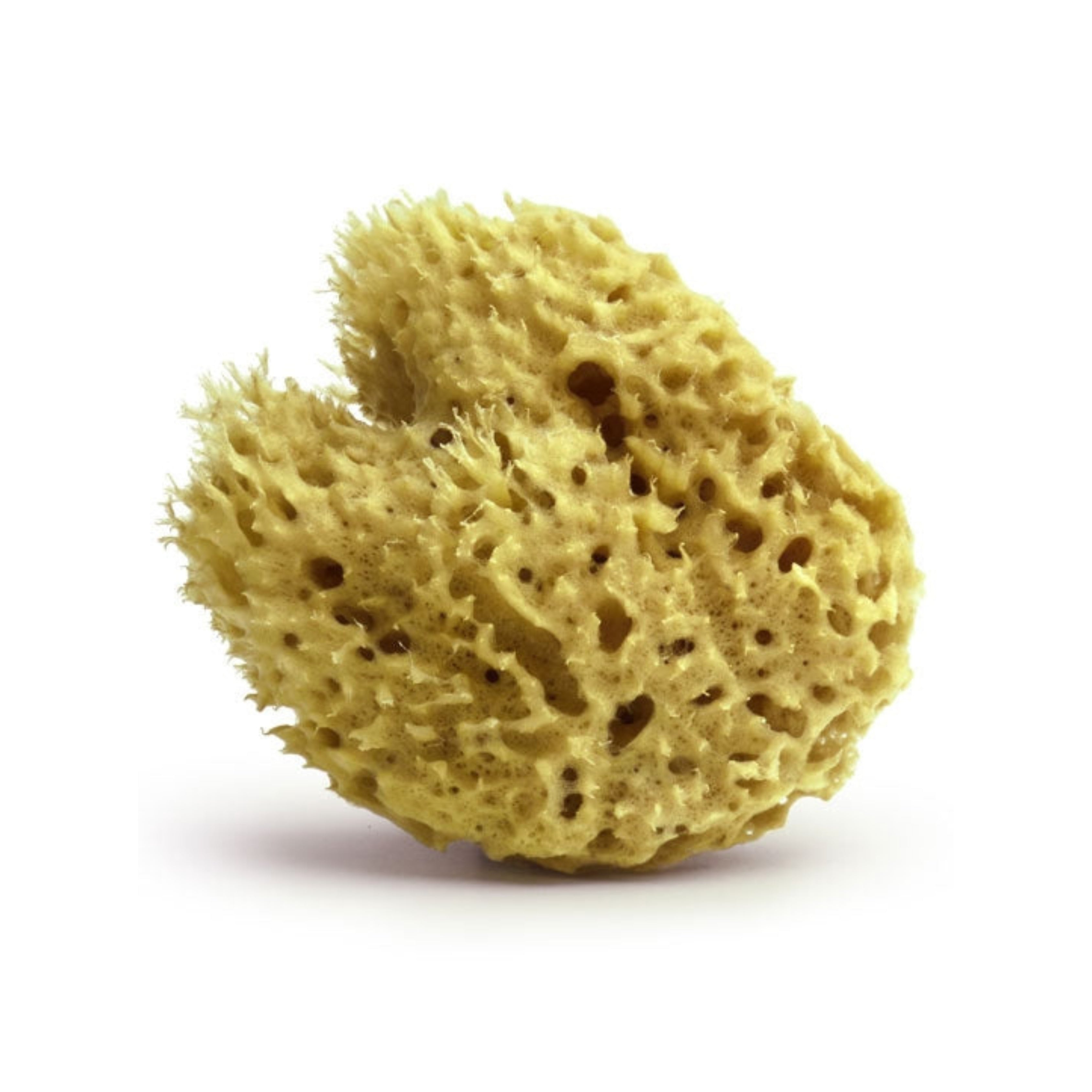 Greek Products | Honeycomb marine sponge 14CM – Greek Flavours