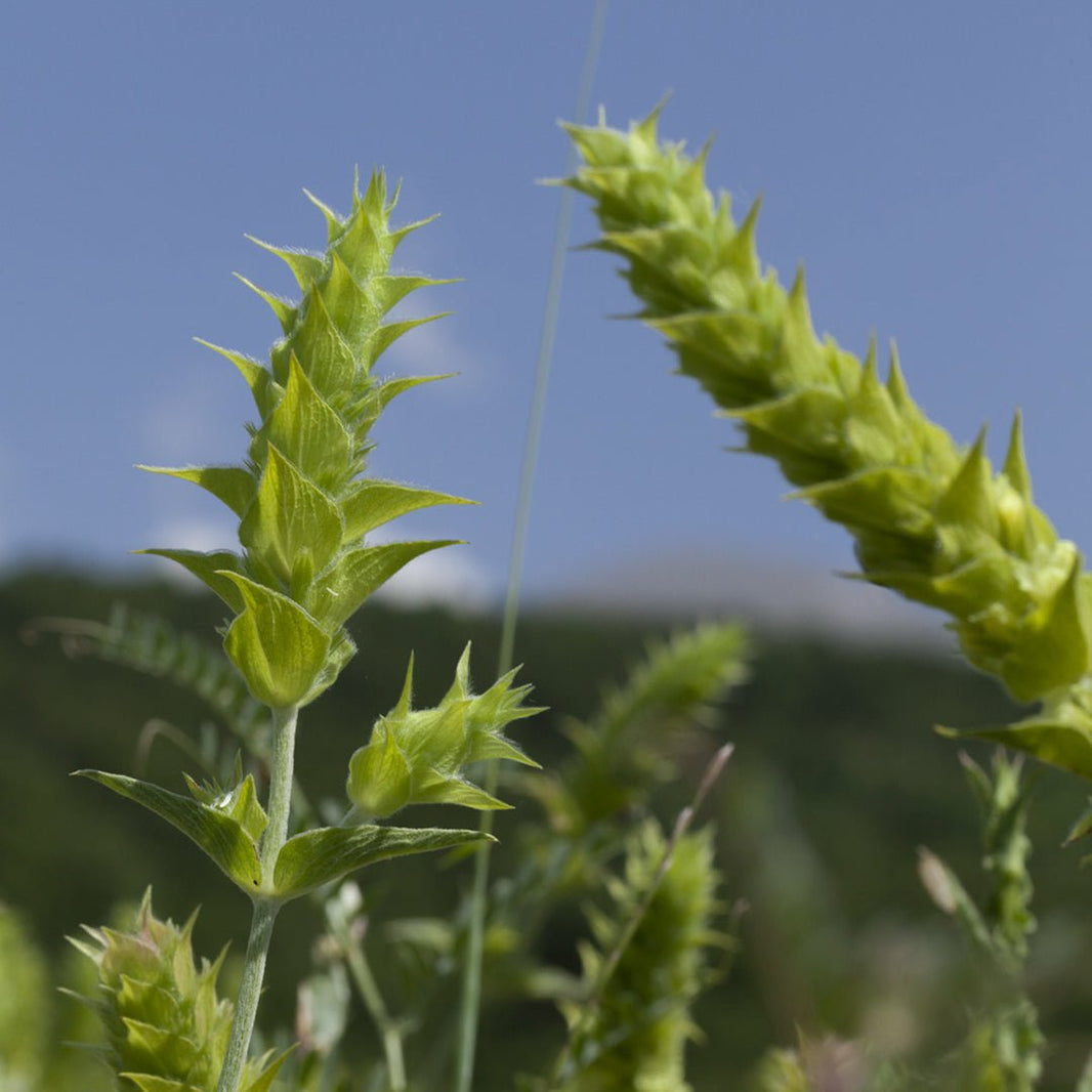 Greek Mountain Tea: healthy benefits and secrets of wild Sideritis
