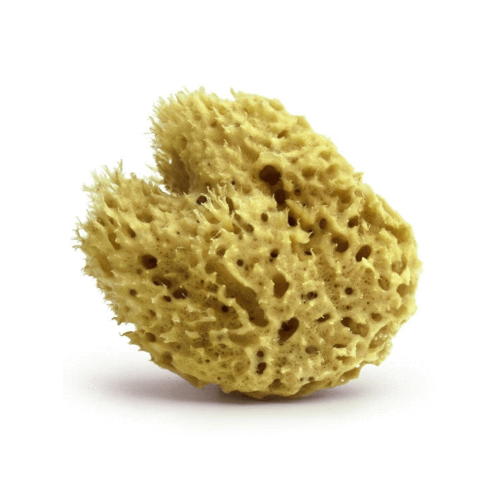 Honeycomb marine sponge 14cm, online sales of Greek Products